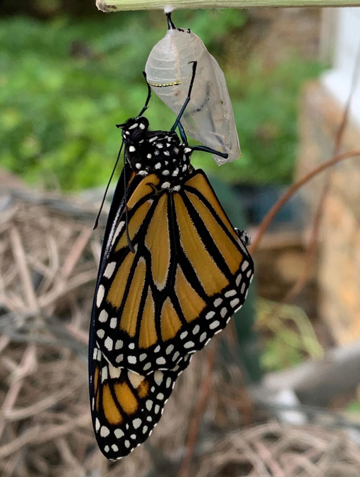 Native Pollinator Garden – Haven for Monarch Enthusiasts – Village ...